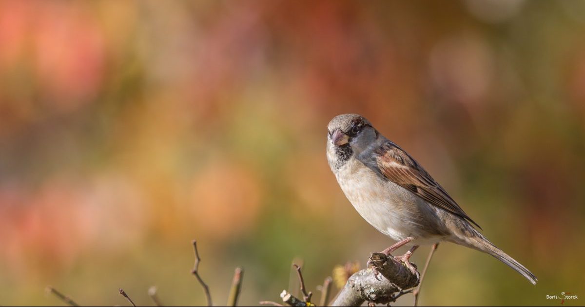 Haussperlinge fotografieren im Park - Doris Storck Fotografie